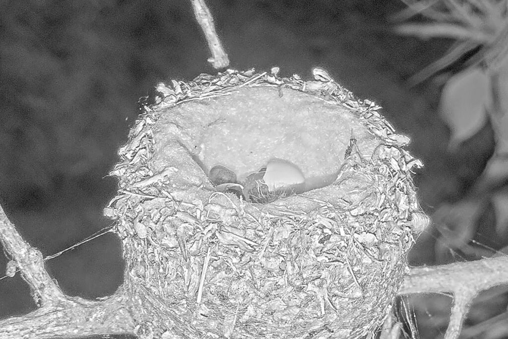Allen’s Hummingbird Nest Spring 2024 4th Clutch