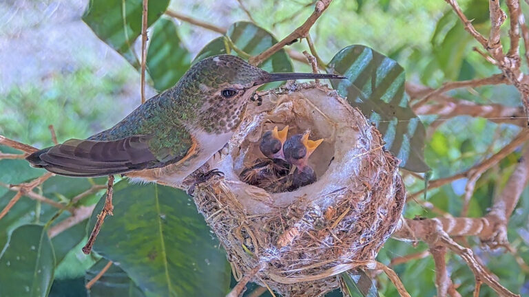Allen’s Hummingbird Nest Spring 2025 2nd Clutch - Alyssas Nature Sanctuary