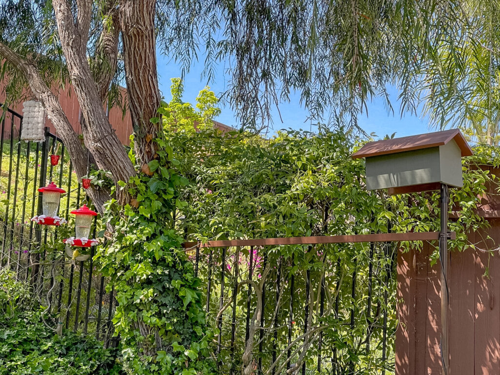 New Feeder Cam Setup - Alyssa's Nature Sanctuary