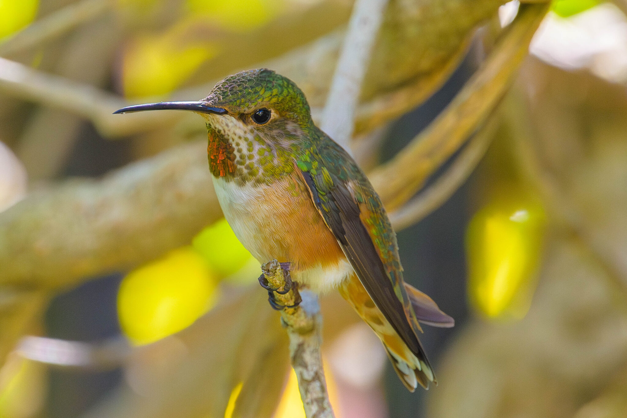 Why Do Hummingbirds Chirp? - Alyssa's Nature Sanctuary