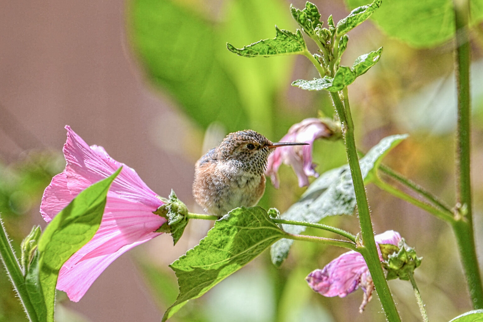 How Long Do Hummingbirds Live? - Alyssa's Nature Sanctuary