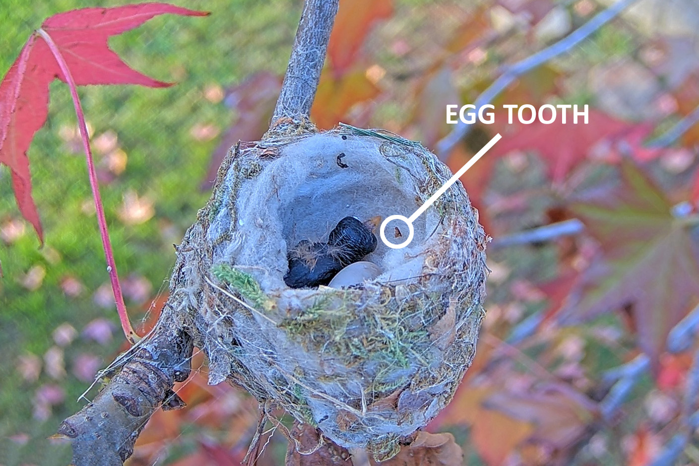 How a Hummingbird Chick Cracks the Egg - Alyssa's Nature Sanctuary