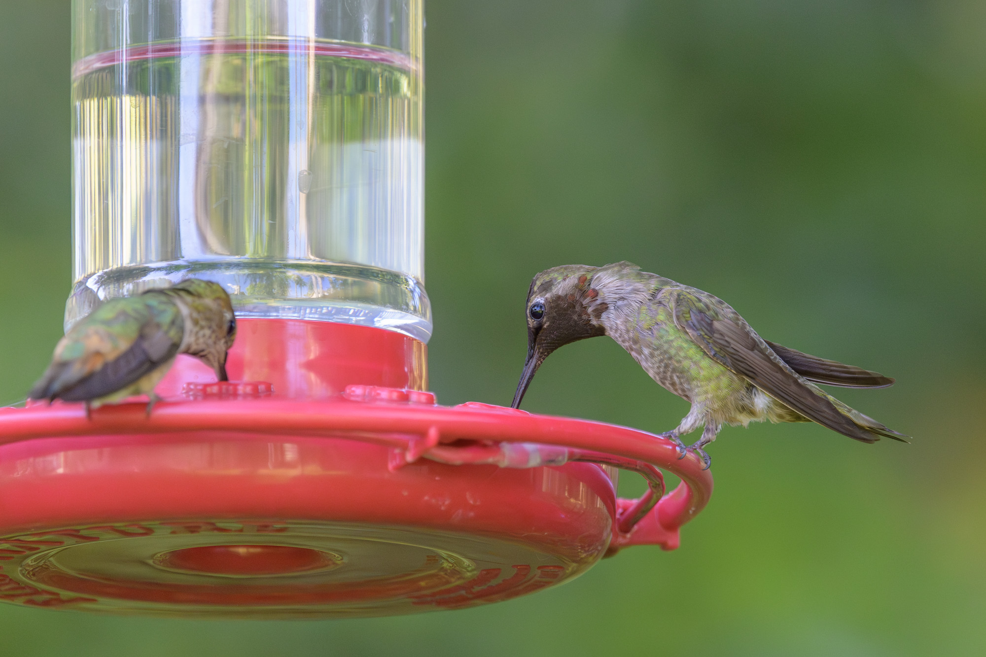 How Long Do Hummingbirds Live? - Alyssa's Nature Sanctuary